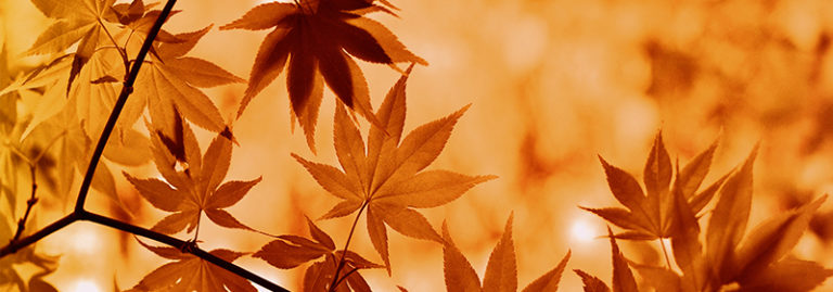 Comment réaliser une photo monochrome ? - Apprendre la Photo