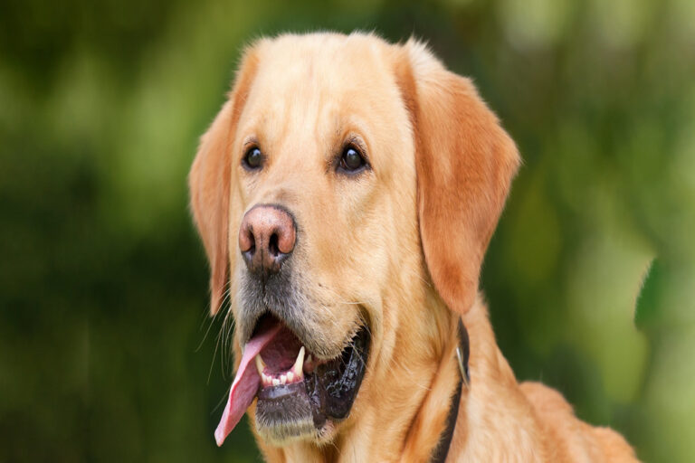 Qu’est-ce qu’un objectif anamorphique et comment l’utiliser ...